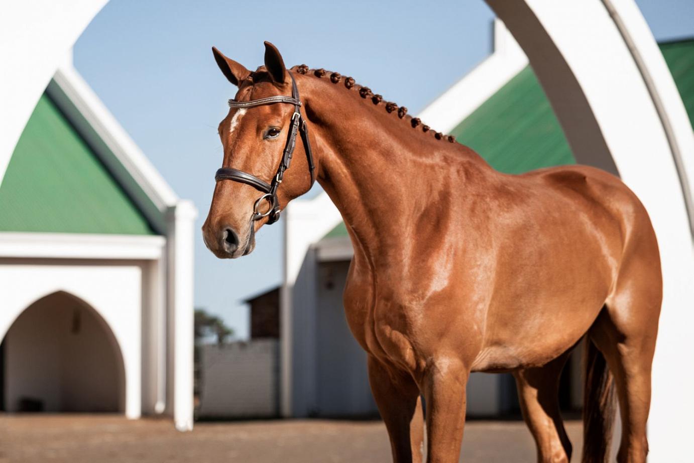 Show Jumping South Africa - SASJ